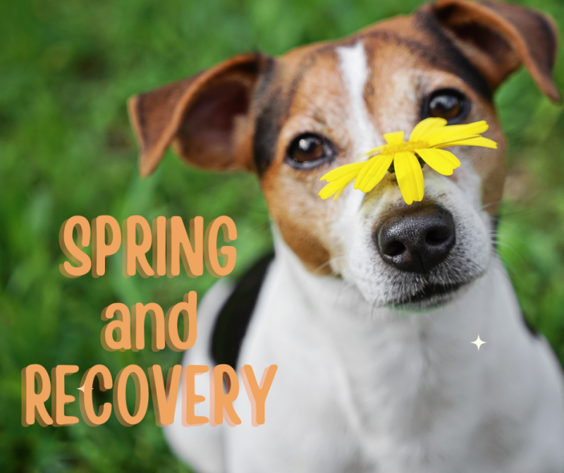 Spring & Recovery - Prevent Substance Misuse